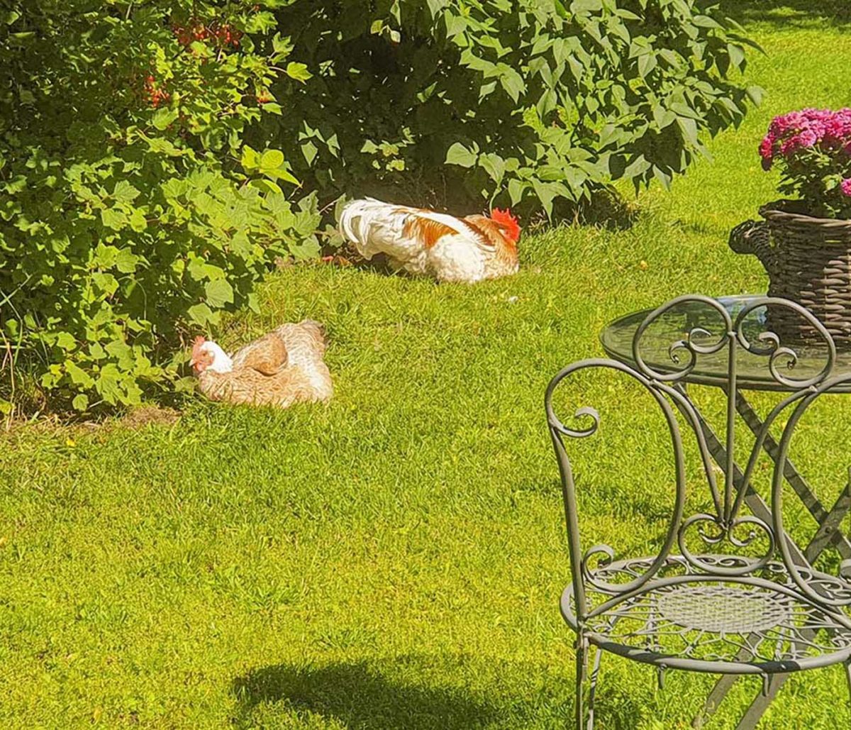 Aittakahvila - Willa Katariina